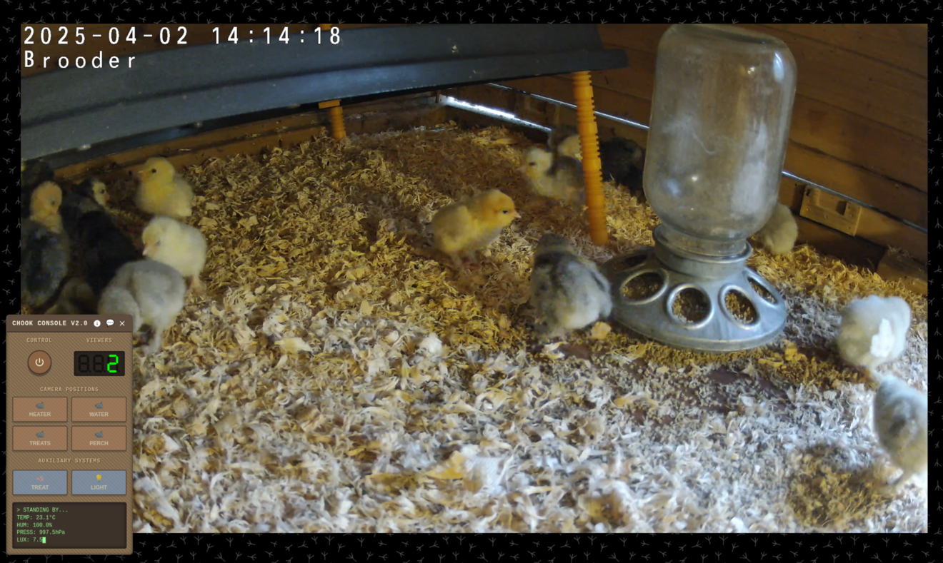 Chook.cam - Live Chicken Cam